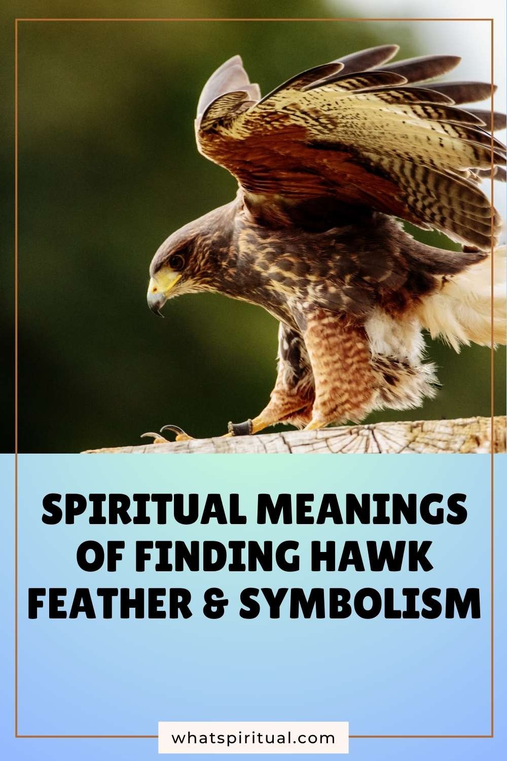 9 Spiritual Meanings of Finding Hawk Feather & Symbolism - What Spiritual