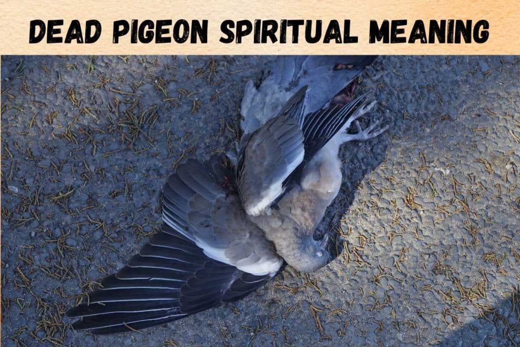 9 Meanings of Grey and White Mixed Feather (Spiritual & Biblical) - What Spiritual