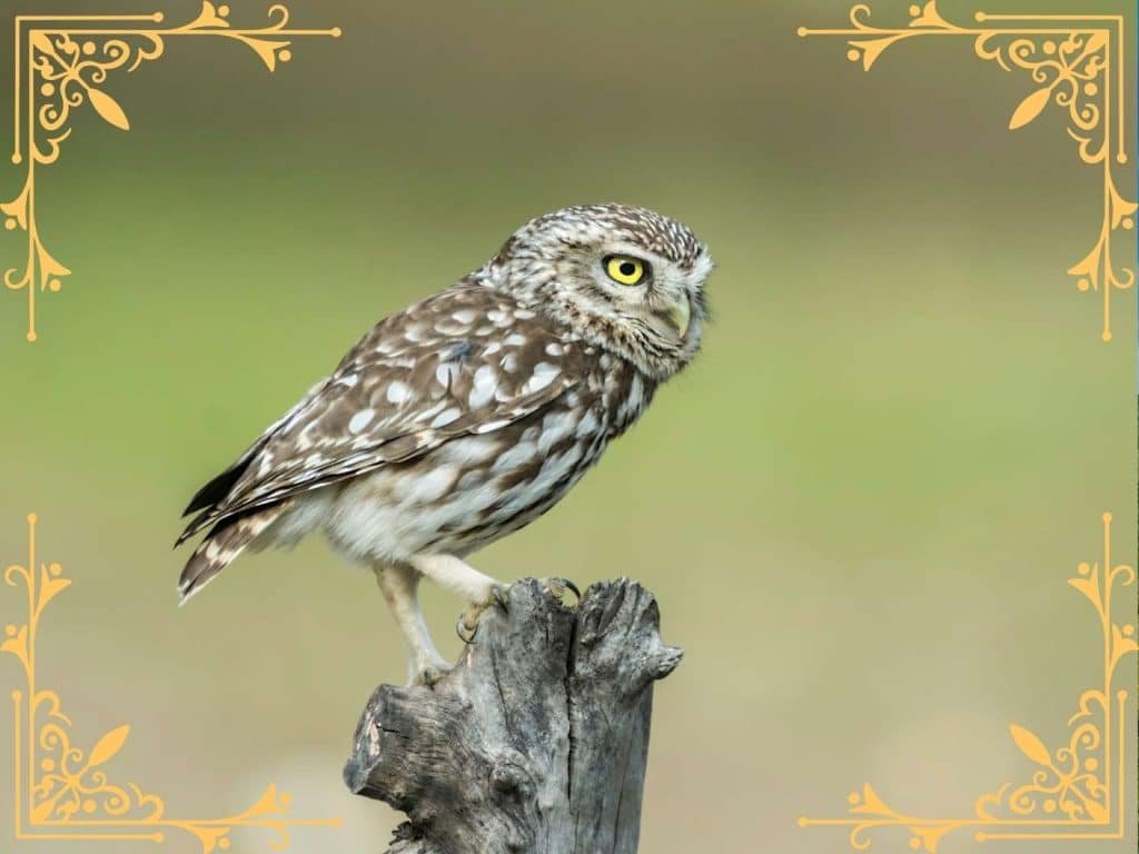 9 Meanings of Grey and White Mixed Feather (Spiritual & Biblical) - What Spiritual