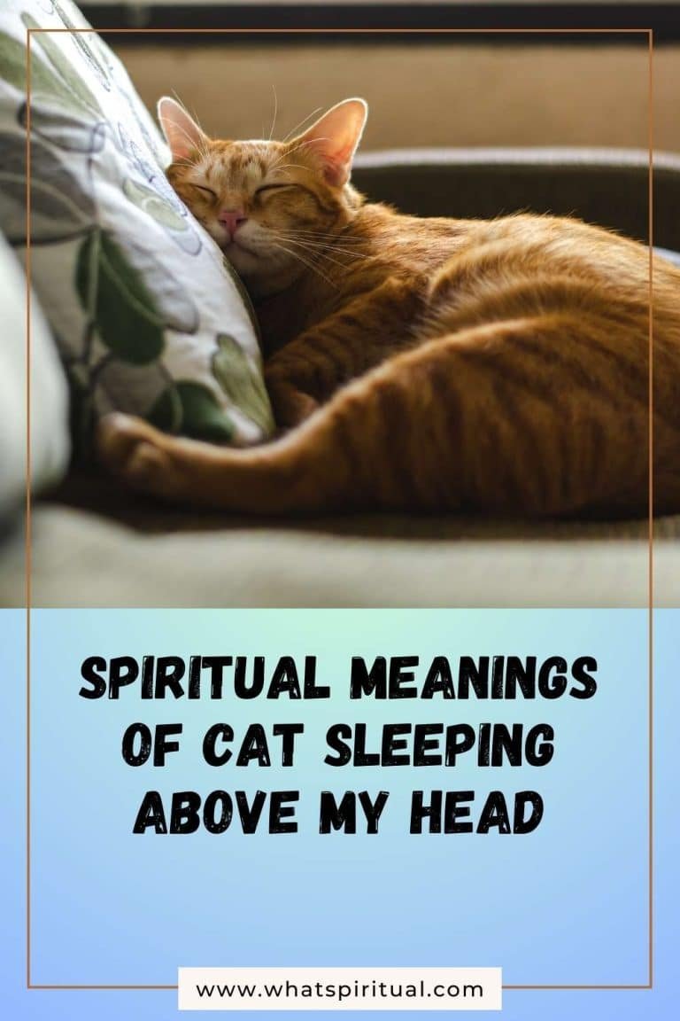 10 Spiritual Meanings of Cat Sleeping Above My Head on Pillow - What ...