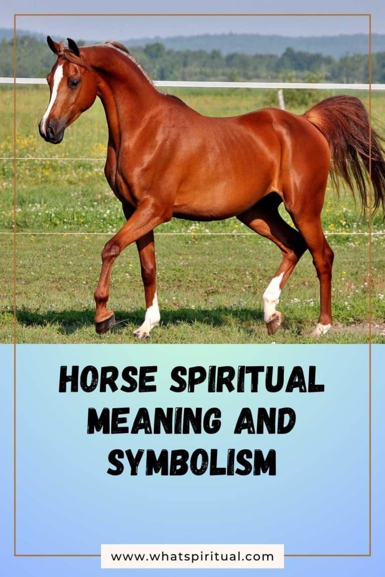 Horse Spiritual Meaning and Symbolism (+Totem & Spirit) - What Spiritual